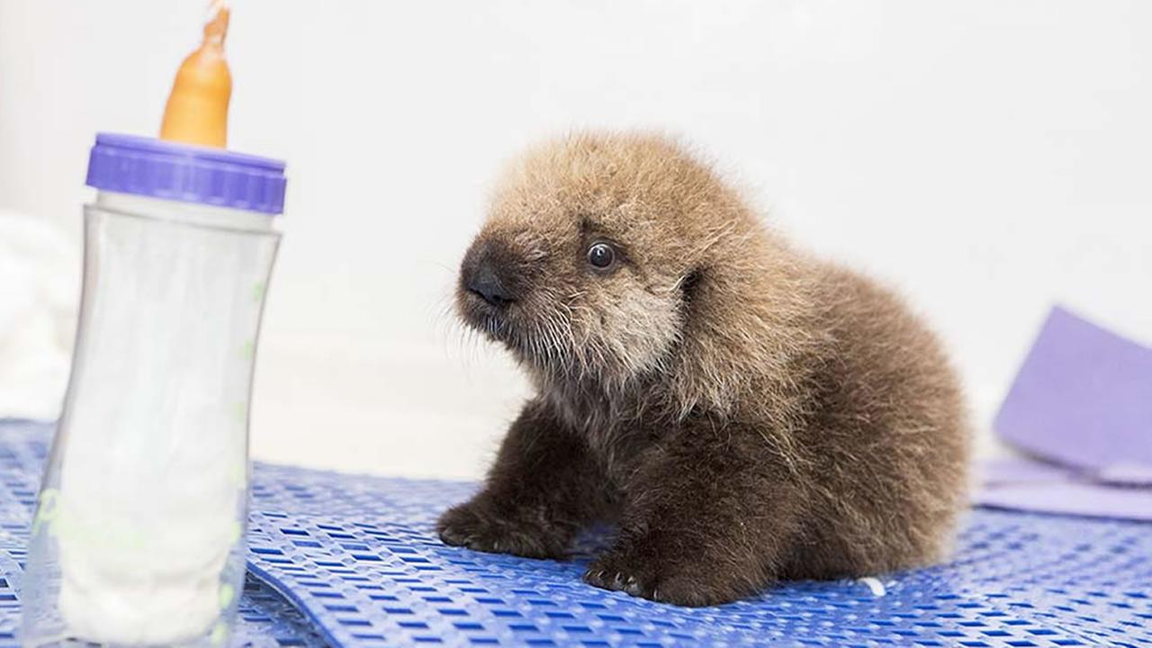ADORABLE VIDEO: Baby sea otter learns to swim, groom, play at Shedd ...