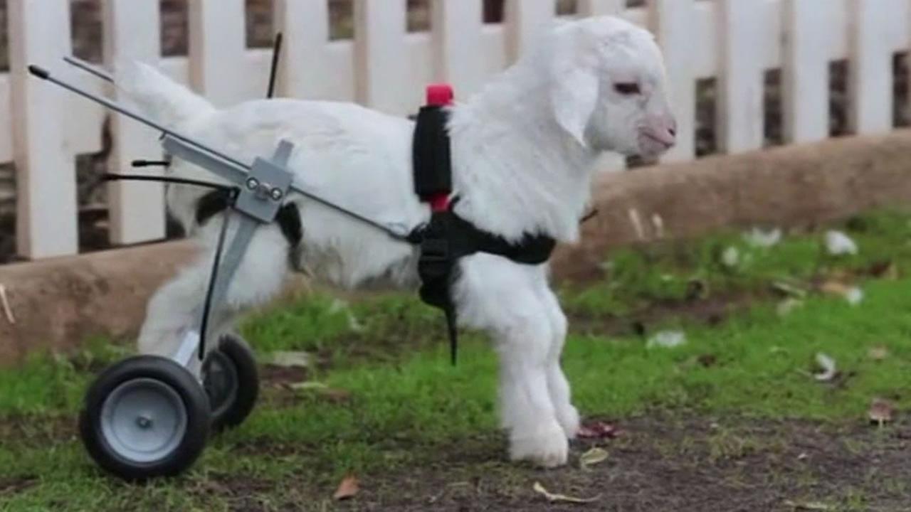 Frostie the disabled goat takes his first steps thanks to new ...