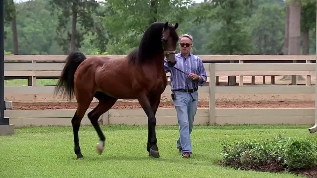 Most famous Arabian on the planet moves to Houston area | abc13.com