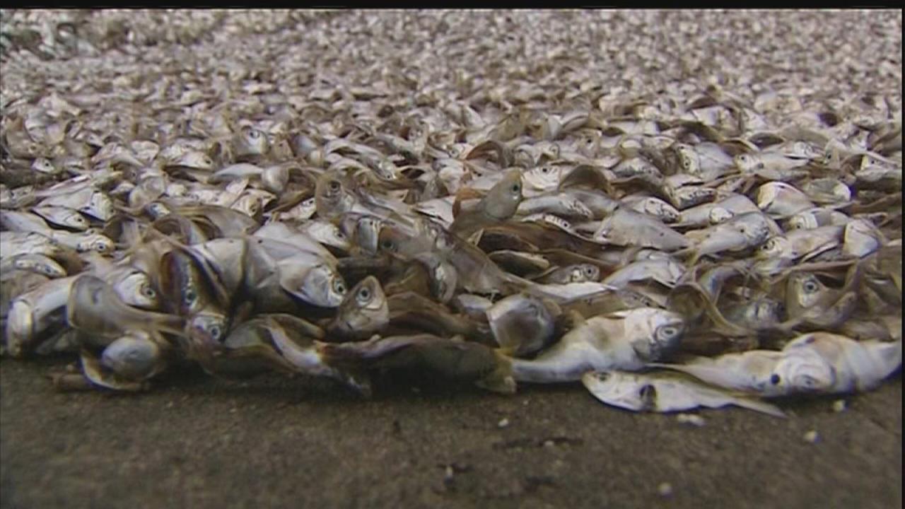 More dead fish wash ashore in Seabrook | abc13.com