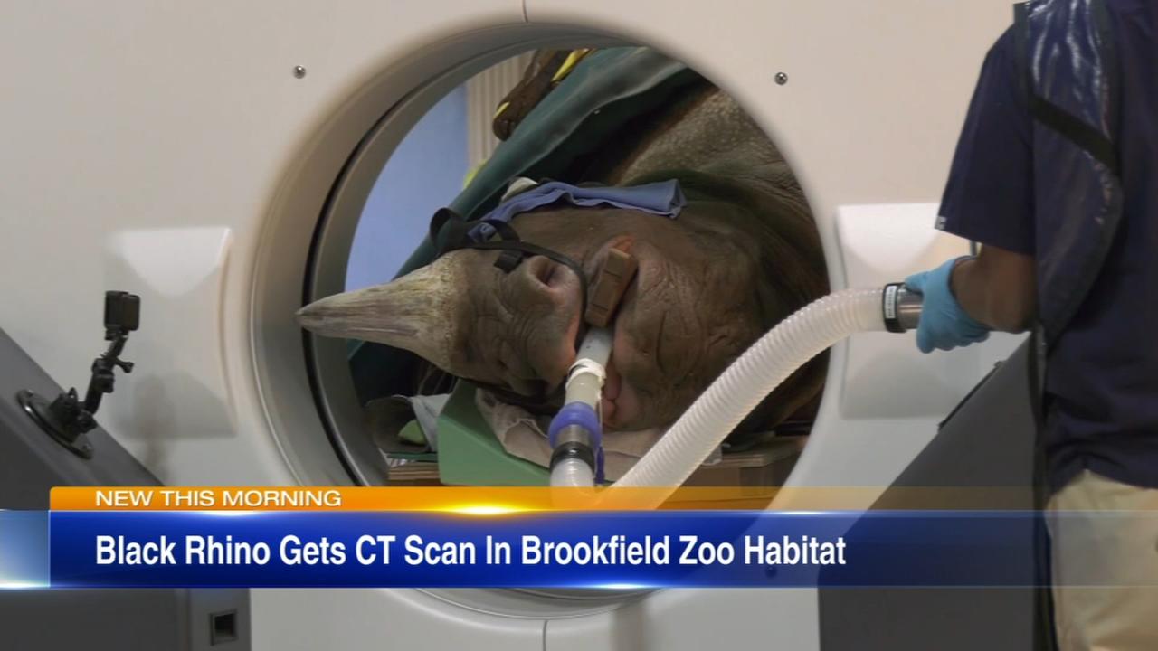 Black rhino undergoes portable CT scan at Brookfield Zoo | abc7chicago.com
