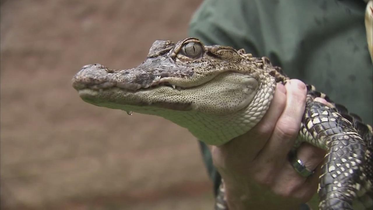 alligator | 6abc.com