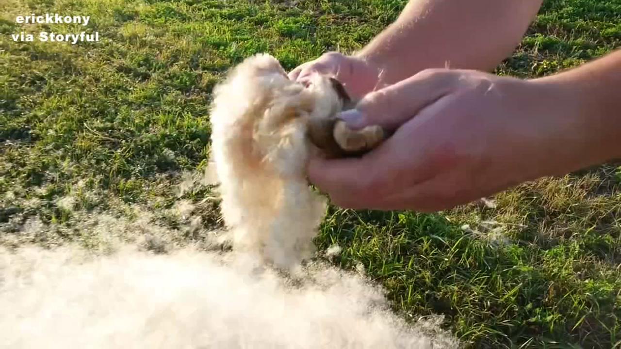 WATCH: Video of man breaking open cattails is absolutely mesmerizing ...