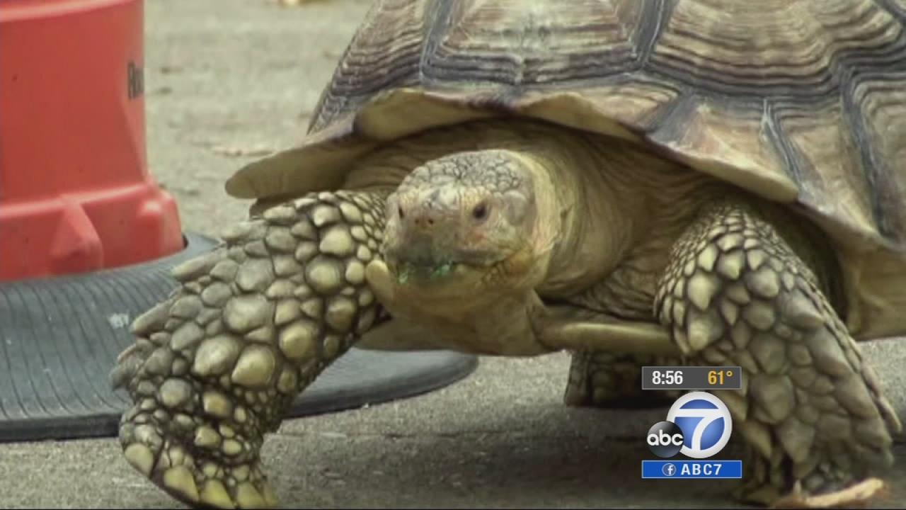 Giant turtle, Spike, helps alcoholic recover | abc7.com