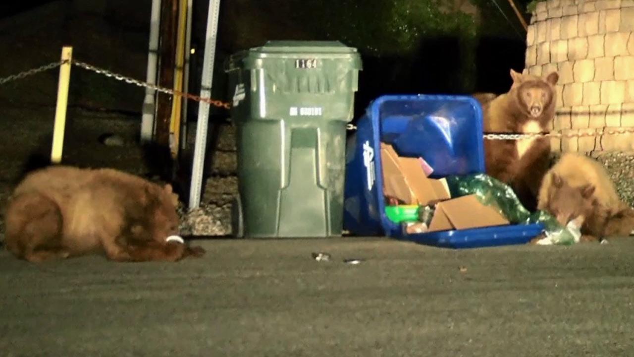 Three bears search through trash cans in Monrovia | abc7news.com