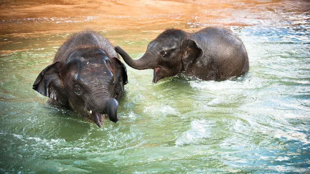 Houston Zoo awaiting birth of Asian elephant calf | abc13.com