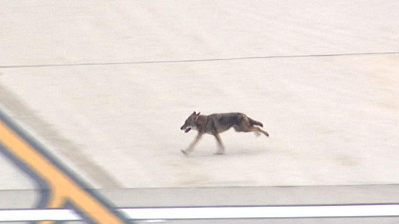 Hobby Airport coyote chased across runways, airfield in Houston ...