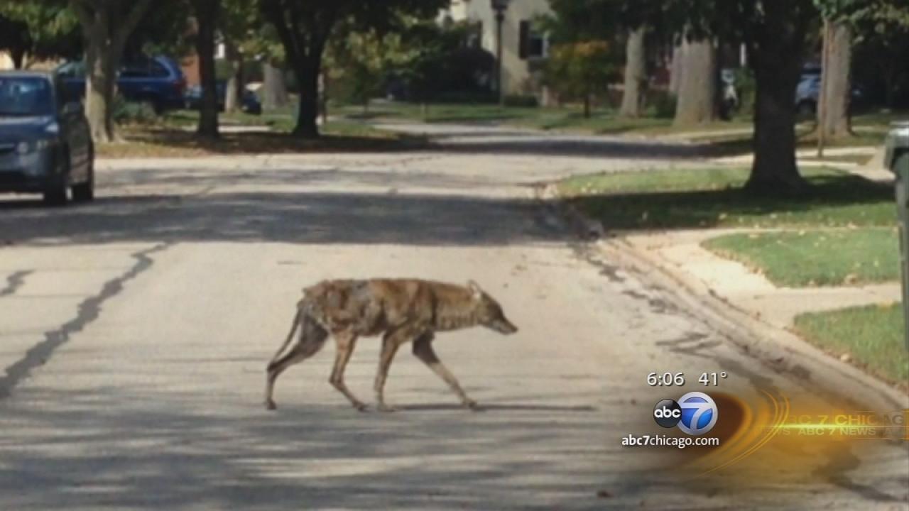 Coyote ventures into Chicago suburb Riverside during daylight hours ...