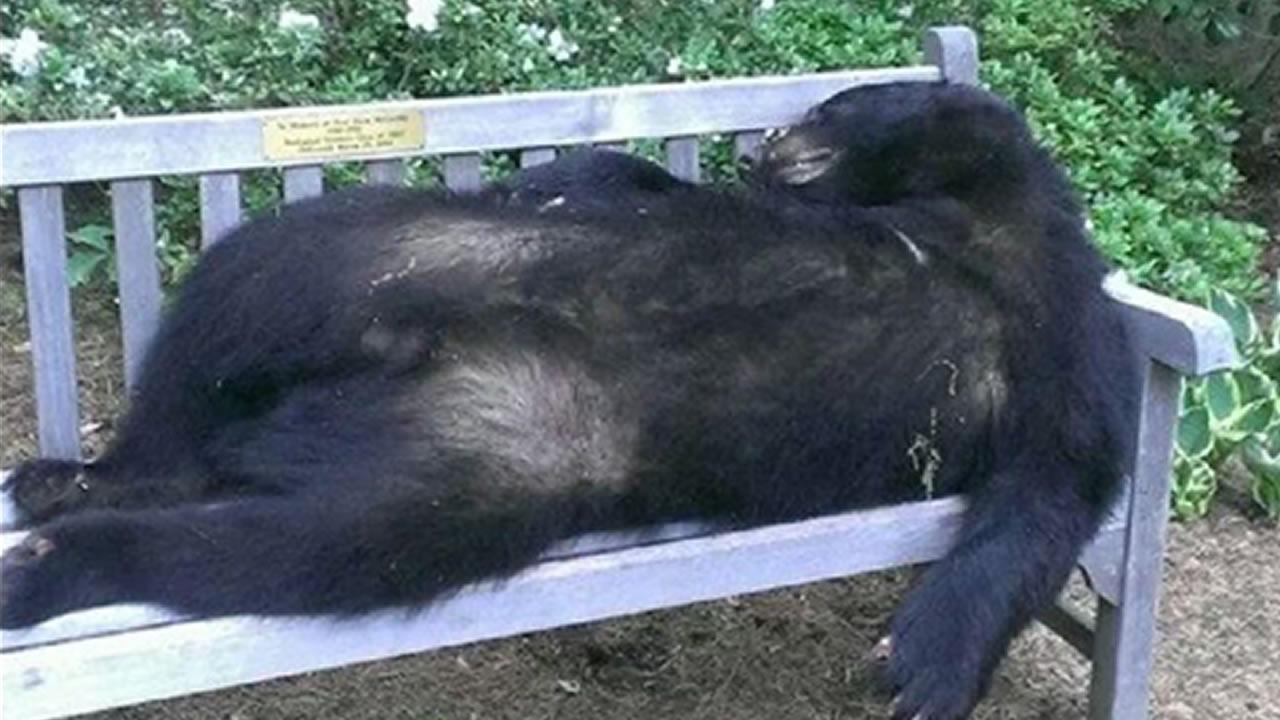 Dead bear left on bench in NC State Brickyard | abc13.com